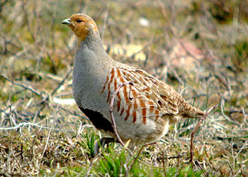 鹑族 Perdicini 蓝色动物学（中国动物学科普）